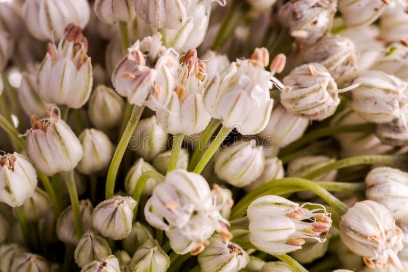 Fiore del porro fotografia stock. Immagine di perenne - 25515228
