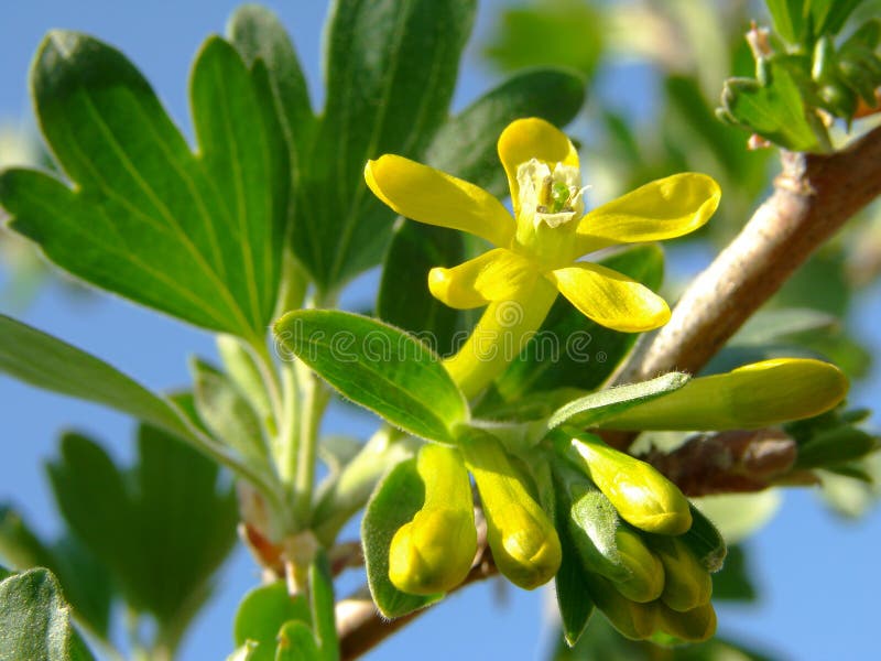 Fiore del ribes nero fotografia stock. Immagine di nave - 24981246