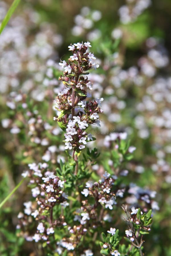 Fiore del timo immagine stock. Immagine di fiori, ingrediente - 12437367