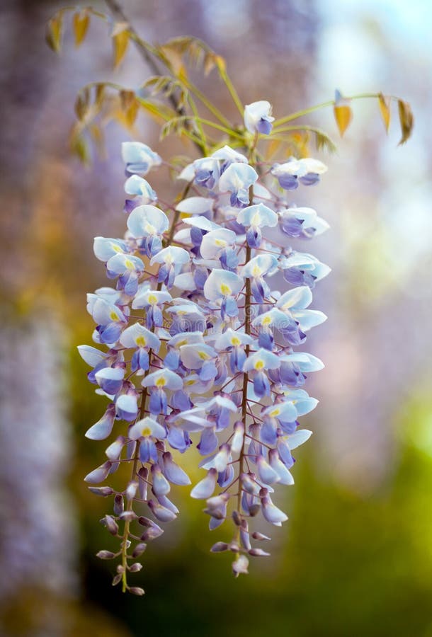 Fiore dell'acacia immagine stock. Immagine di fresco - 40226481