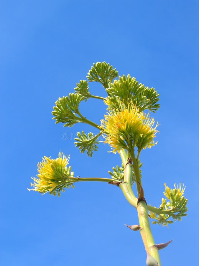 Fiore Rosso Dell'agave Nel Parco Nazionale Di Grand Canyon Fotografia ...