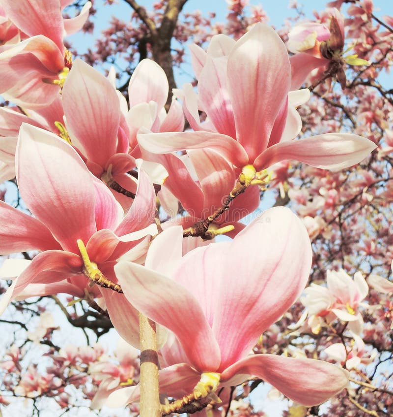 Fiori Dell'albero Della Magnolia Immagine Stock - Immagine di ...