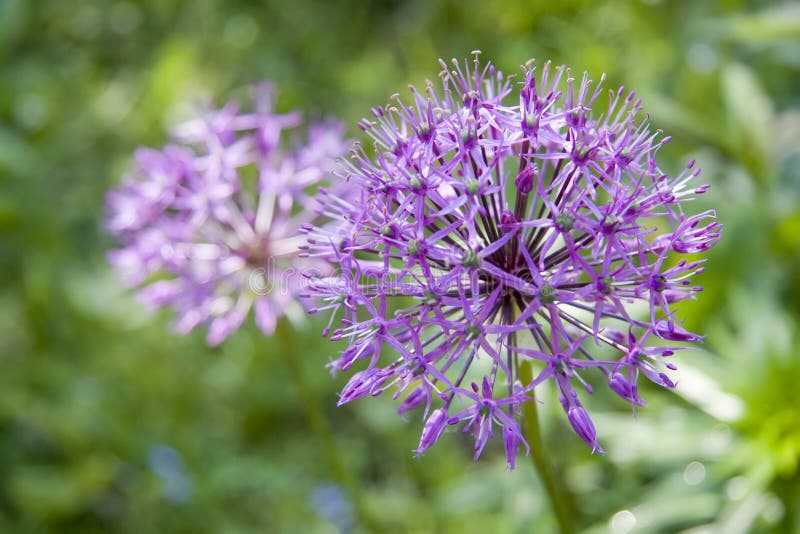 Fiore Dell'allium (cipolla Selvatica) Fotografia Stock - Immagine di ...