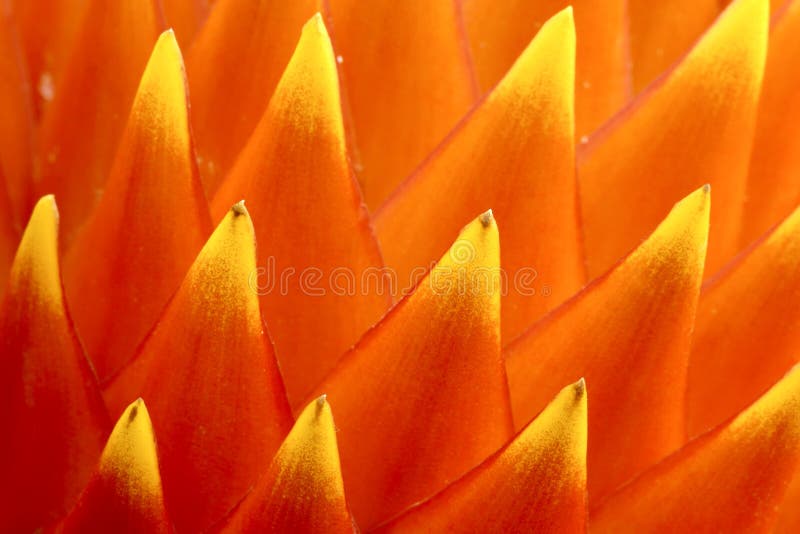 Fiore dell'ananas. immagine stock. Immagine di piccolo - 37373611