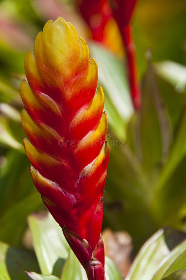 Fiore dell'ananas. immagine stock. Immagine di testa - 37373611