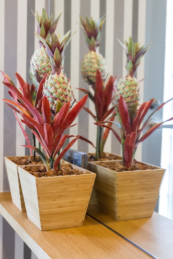 Fiore Dell'ananas in Vaso Di Legno Immagine Stock - Immagine di ...