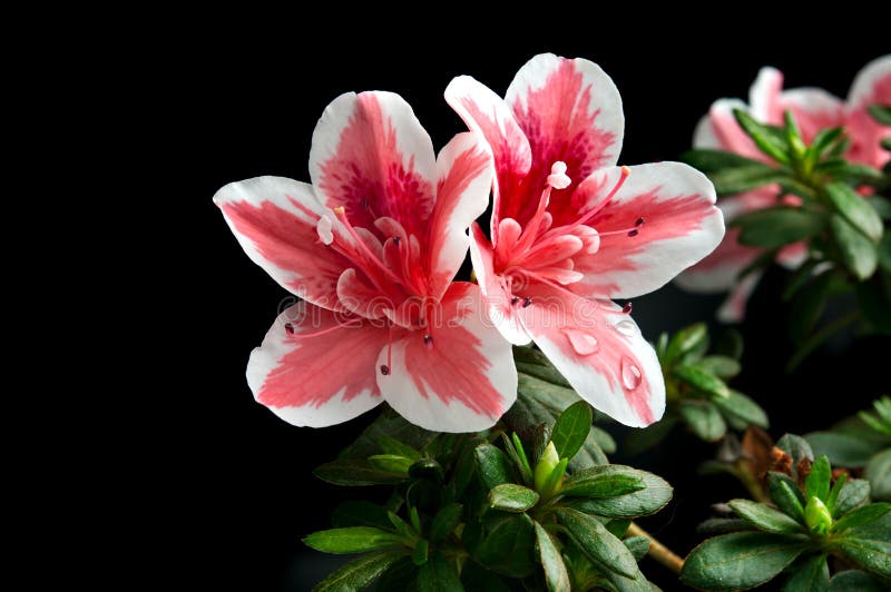 Fiore dell'azalea immagine stock. Immagine di fragile - 29190283