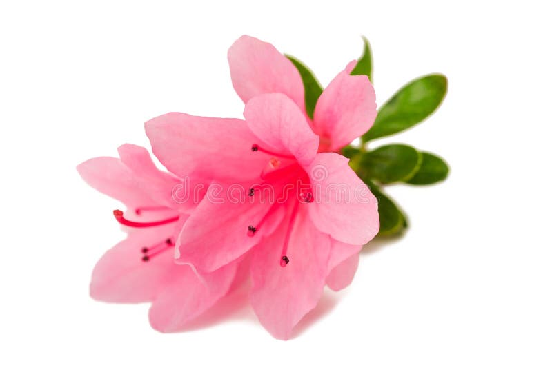 Fiore dell'azalea fotografia stock. Immagine di botanica - 31126252