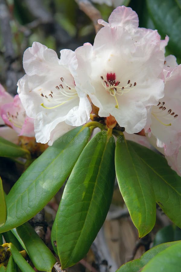 Fiore dell'azalea immagine stock. Immagine di selvaggio - 32968559