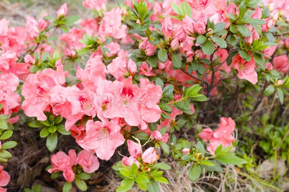 Fiore dell'azalea immagine stock. Immagine di giorno - 59931185