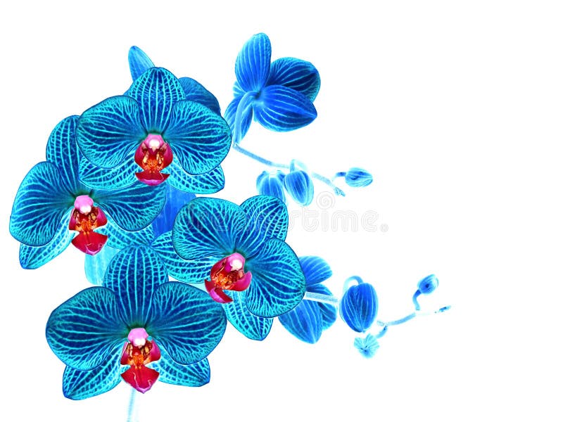 Fiore Dell'orchidea Blu, Bianco Isolato Immagine Stock - Immagine di ...
