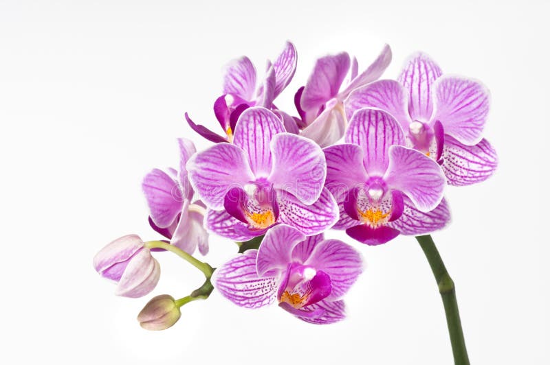 Fiore Dell'orchidea, Phalaenopsis Fotografia Stock - Immagine di petalo ...