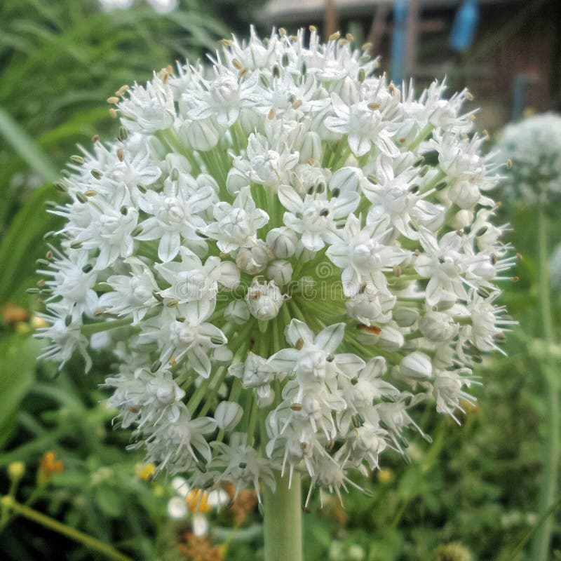 Fiore della cipolla fotografia stock. Immagine di bellezza - 66523294