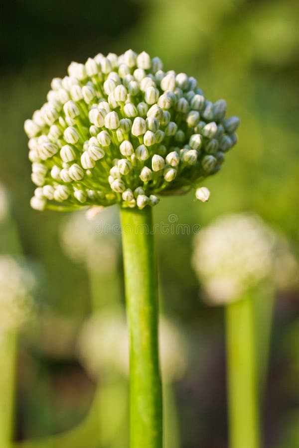 Fiore Di Cipolla. Alleati Di Cipolle in Fiore. Cipolla Verde. Ciclo Di ...