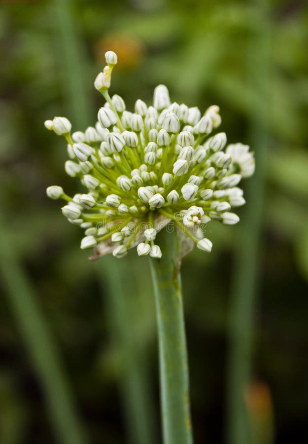 Fiore Di Fioritura Della Cipolla Fotografia Stock - Immagine di ...