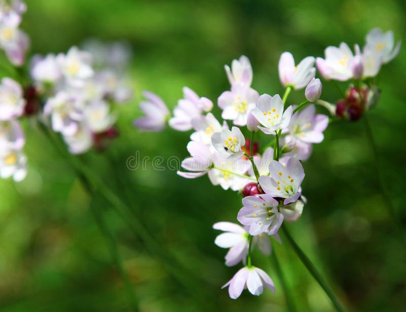 Fiore della cipolla fotografia stock. Immagine di mazzo - 31700236