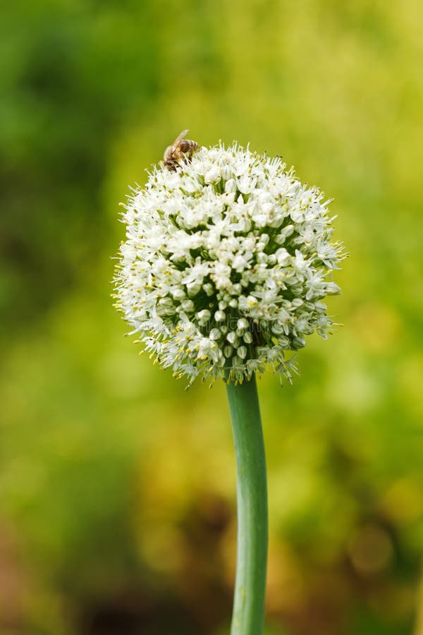 Verdure Della Pianta Del Fiore Della Cipolla Immagine Stock - Immagine ...