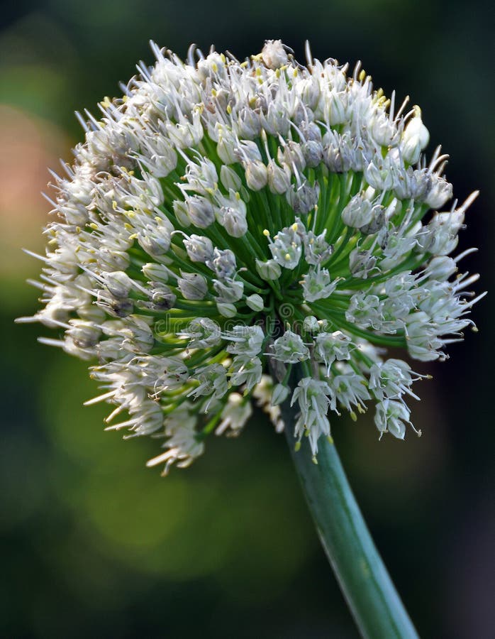 Fiore di cipolla immagine stock. Immagine di giardino - 9772705
