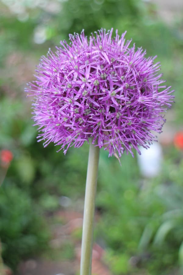 Fiore Della Cipolla Di Alium Vicino a Immagine Stock - Immagine di ...