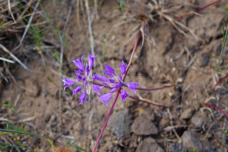 Fiore Della Cipolla Selvatica Immagine Stock - Immagine di selvaggio ...