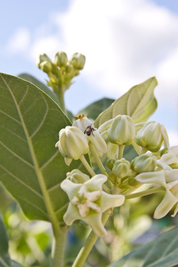 Incoroni Il Fiore, Il Milkweed Indiano Gigante, Il Sorso-mosto Di Malto ...