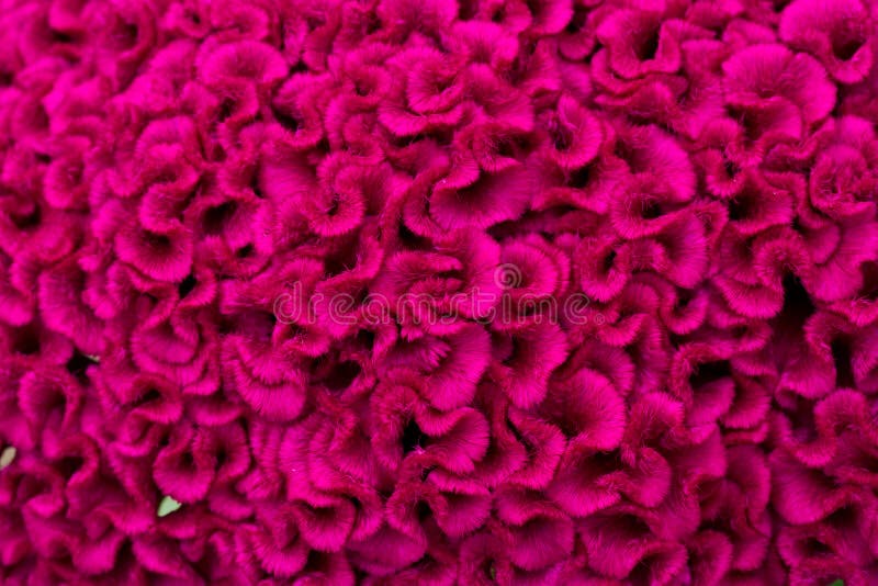 Fiore Della Cresta Di Gallo Immagine Stock - Immagine di cinese ...