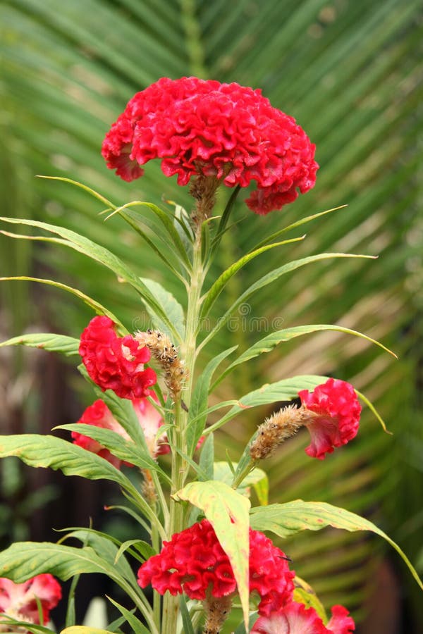 Fiore Della Cresta Di Gallo - Celosia in Un Giardino Tropicale Immagine ...