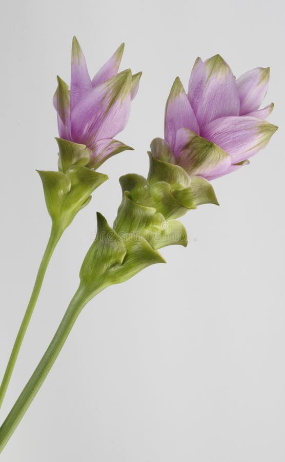 Fiore della curcuma immagine stock. Immagine di rosa - 42985861