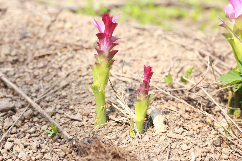 Fiore della curcuma fotografia stock. Immagine di zenzero - 53033276