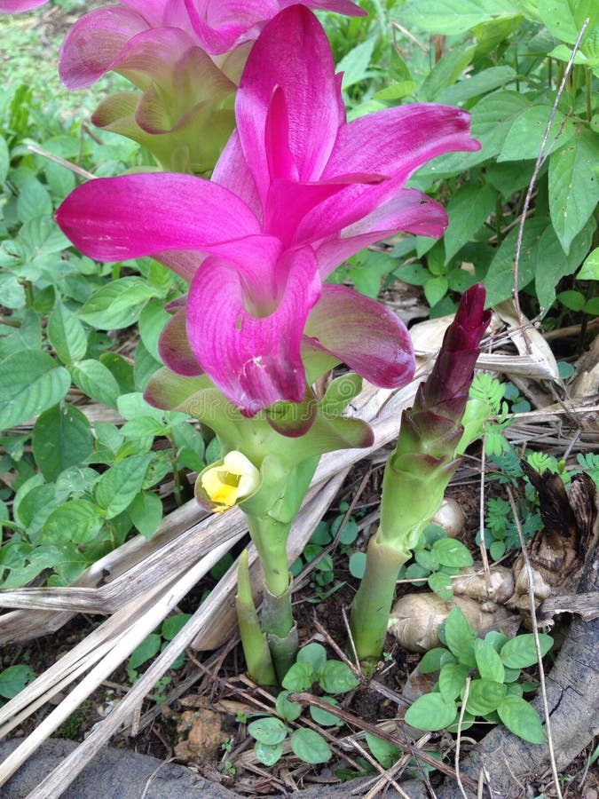 Fiore Della Curcuma Isolato Su Bianco Fotografia Stock - Immagine di ...