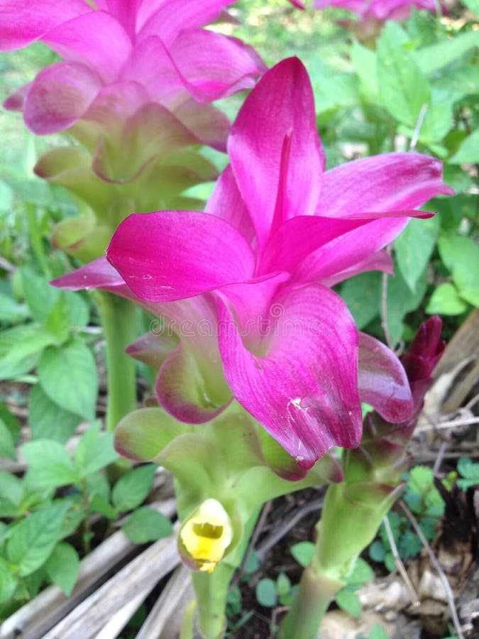 Fiore della curcuma immagine stock. Immagine di rosa - 54395999