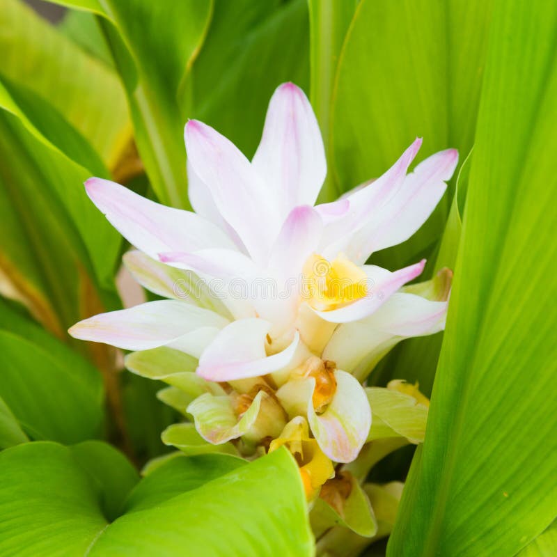 Fiore Della Curcuma Isolato Su Bianco Fotografia Stock - Immagine di ...