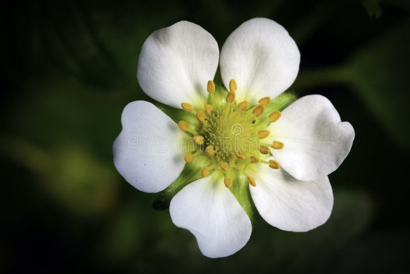 Fiore della fragola fotografia stock. Immagine di stamen - 30926944