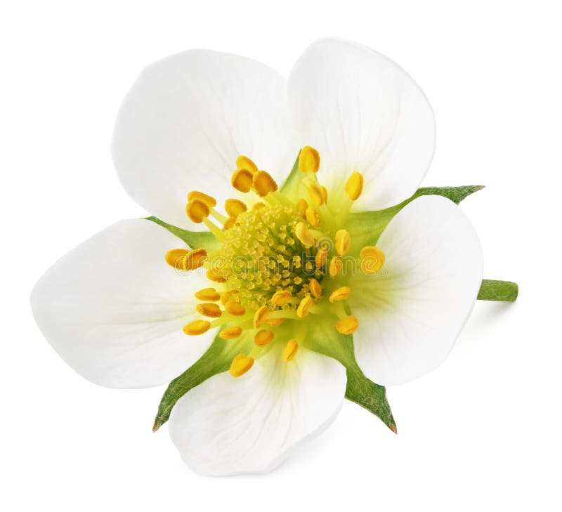 Fiore Della Fragola Isolato Su Bianco Immagine Stock - Immagine di ...