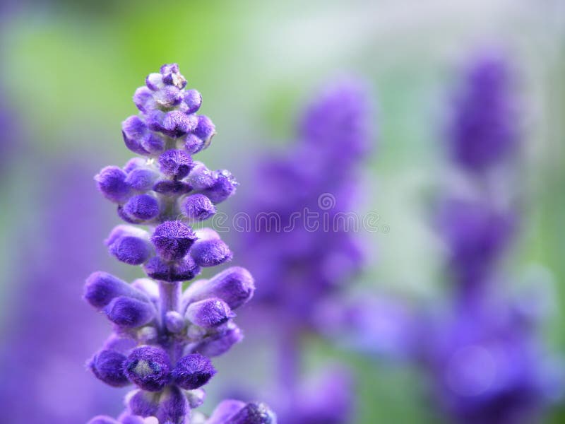 Fiore della lavanda immagine stock. Immagine di floreale - 2774689