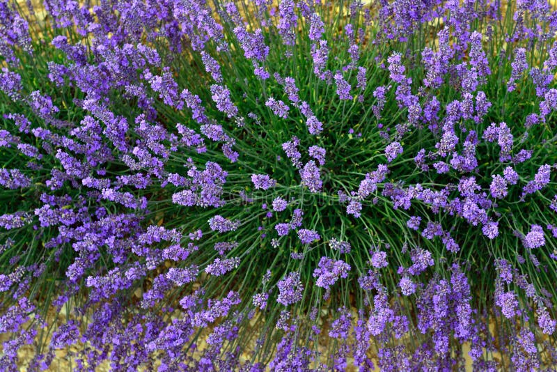 Fiore di lavanda fotografia stock. Immagine di colore - 50387904