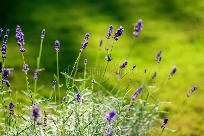Fiore Della Lavanda in Un Campo Immagine Stock - Immagine di fiore ...