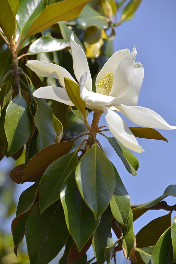 Fiore Di Magnolia Grandiflora Tra Le Foglie Fotografia Stock - Immagine ...