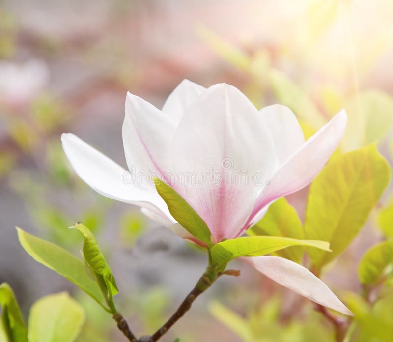 Fiore Della Magnolia in Primavera Fotografia Stock - Immagine di fiore ...