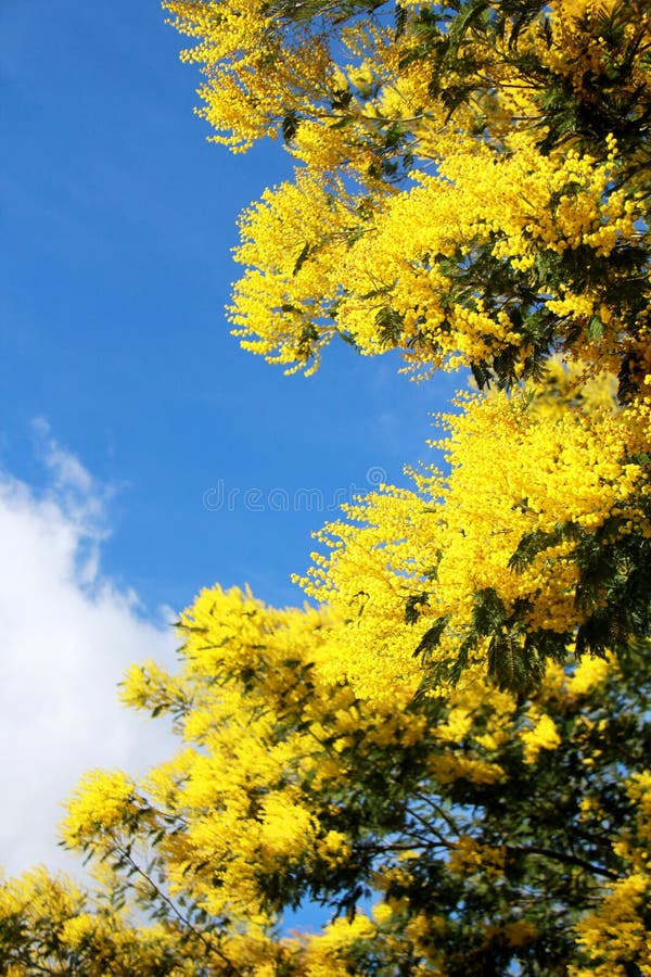 Fiore della mimosa fotografia stock. Immagine di fiori - 37272394