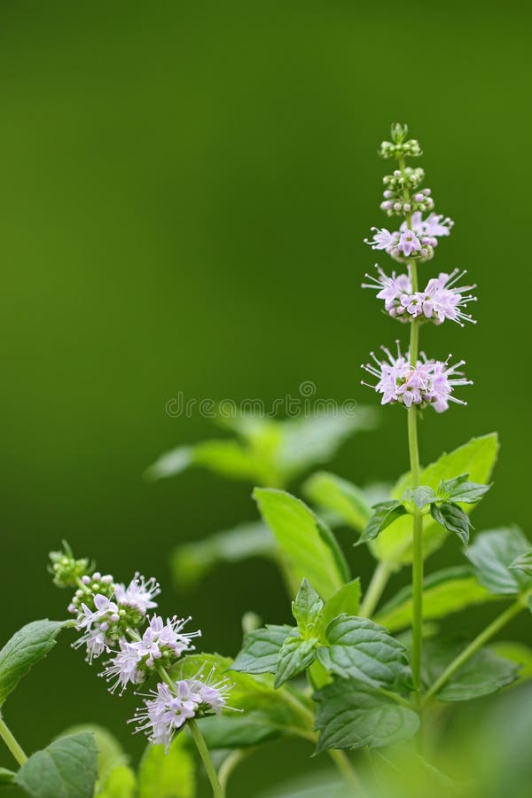 Fiore Della Pianta Della Menta Verde (mentha Spicata) Immagine Stock ...