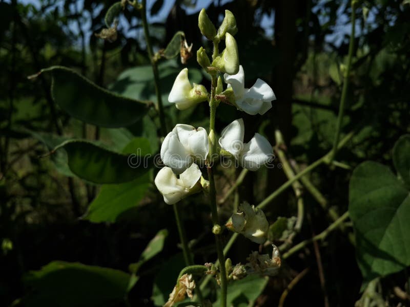 Fiore della pianta di fava immagine stock. Immagine di cavallo - 81877265