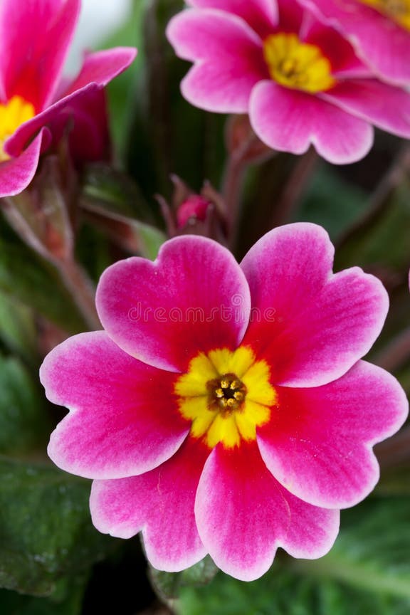 Fiore della primula fotografia stock. Immagine di bello - 28757464