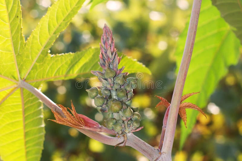 Fiore della ricina immagine stock. Immagine di olio, nave - 38336977