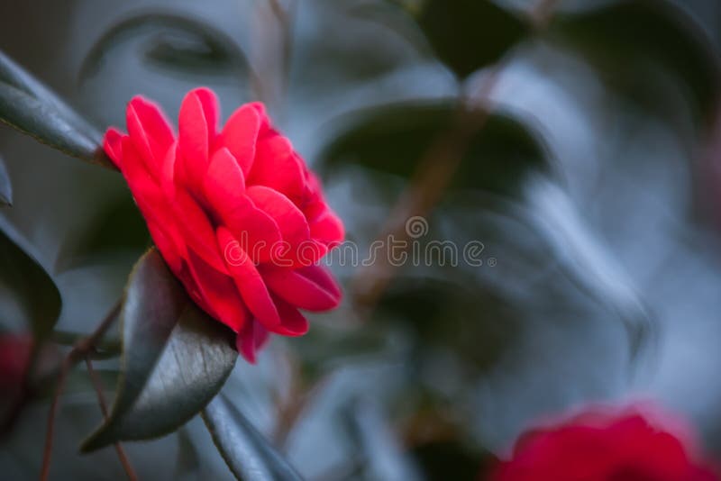 Fiore Della Rosa Rossa, Macro Foto, Fuoco Molle Fotografia Stock ...