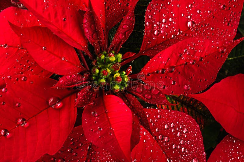 Fiore Della Stella Di Natale Immagine Stock - Immagine di gocce, acqua ... Fiore Della Stella Di Natale Immagine Stock - Immagine di gocce, acqua ...