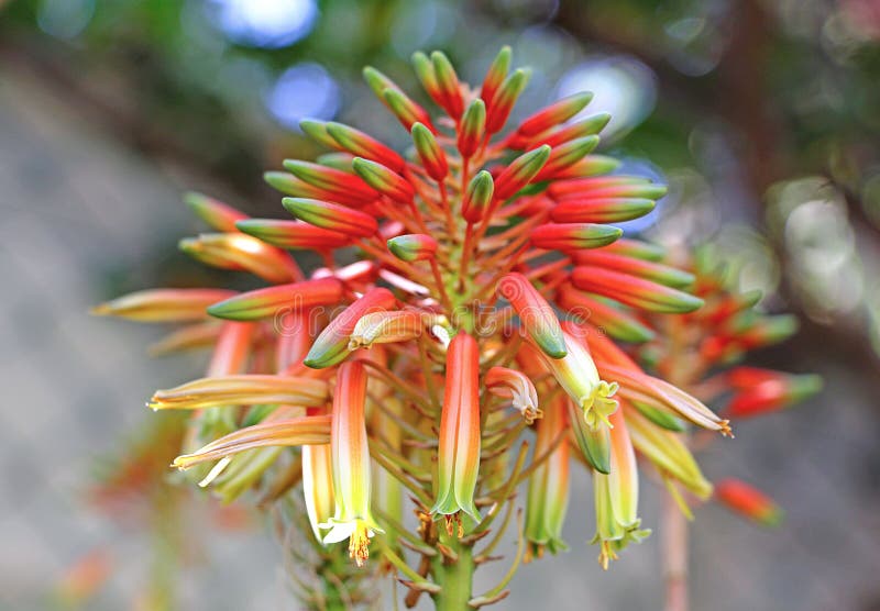 Fiori della vera dell'aloe fotografia stock. Immagine di pianta - 91038456