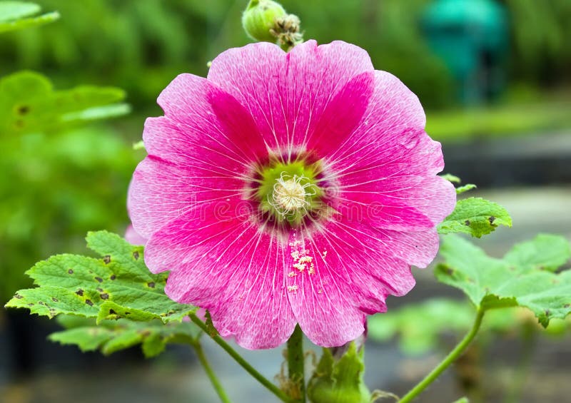 Fiore Delle Malvarosa Nel Giardino Fotografia Stock - Immagine di ...