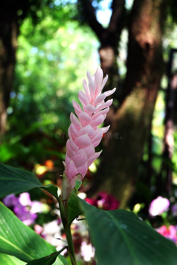 Fiore Dello Zenzero O Regina Rosa Della Giungla Fotografia Stock ...