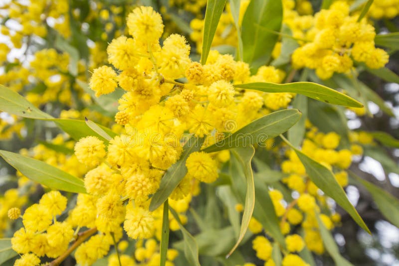 Fiore Di Acacia Dealbata (acacia D'argento, Acacia Blu O Mimosa ... Fiore Di Acacia Dealbata (acacia D'argento, Acacia Blu O Mimosa ...
